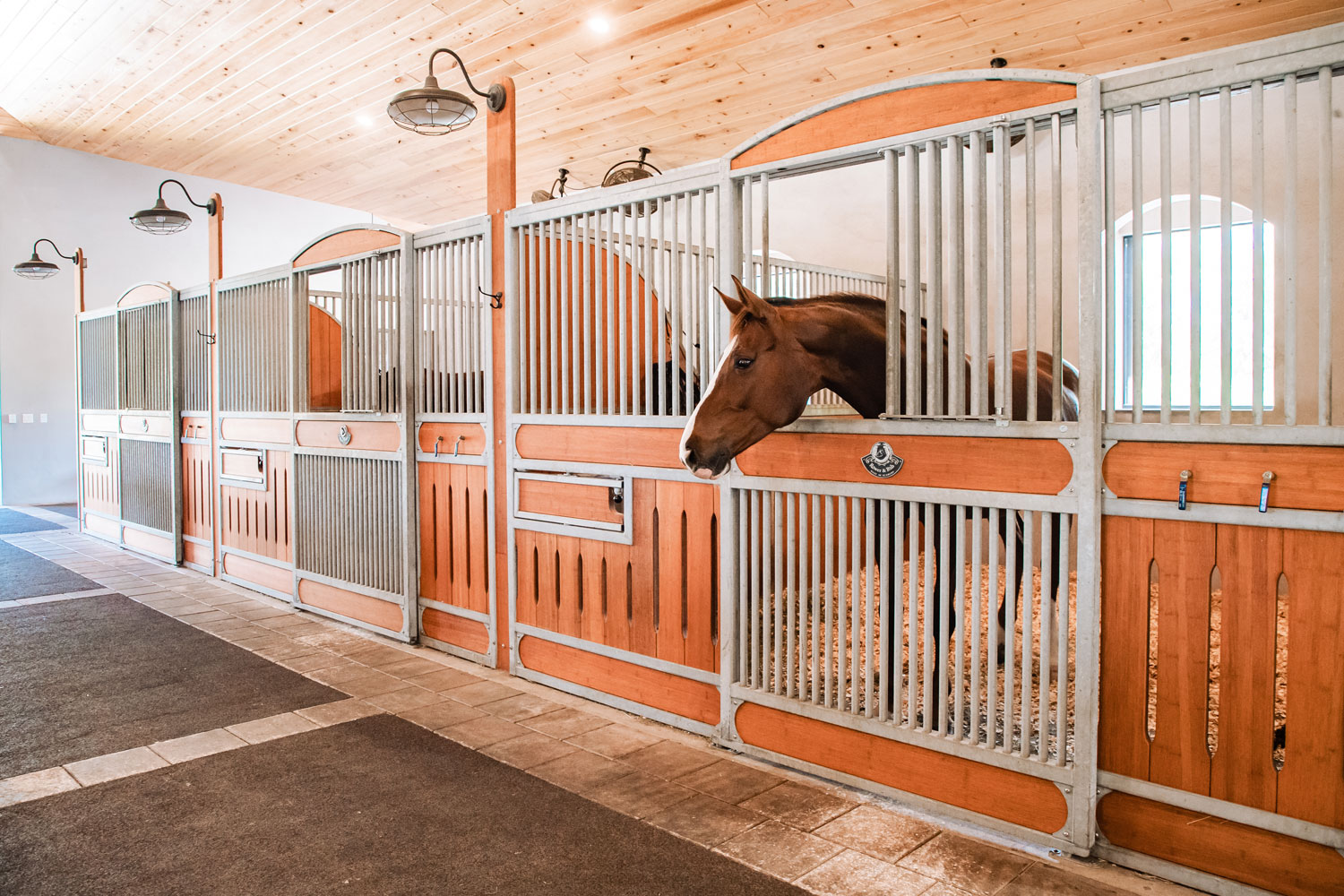 Gallery – Flying Cow Equestrian