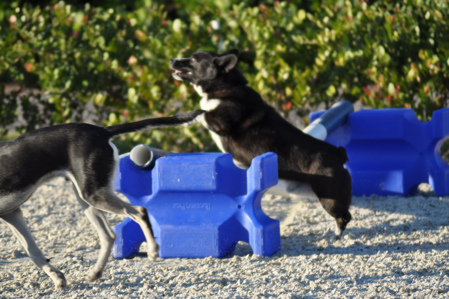 Gallery – Flying Cow Equestrian